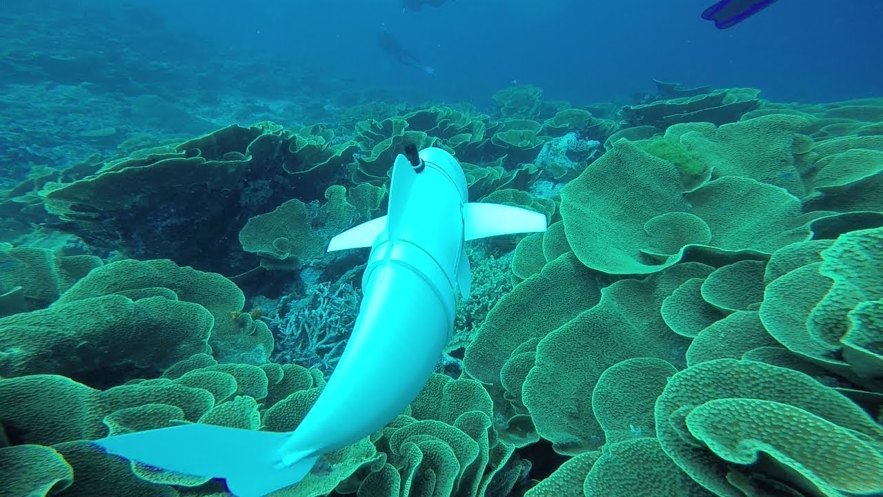 SoFi – Un poisson robot qui analyse de vrais poissons